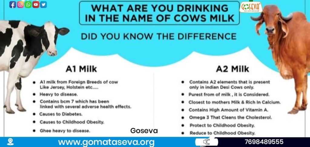 A2 Gir Cow Milk Advantage: Why A2 is Better Than A1 Milk
