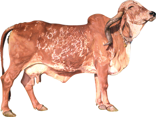 Importance of Gir Cow! What is Gir Breed of Cow?